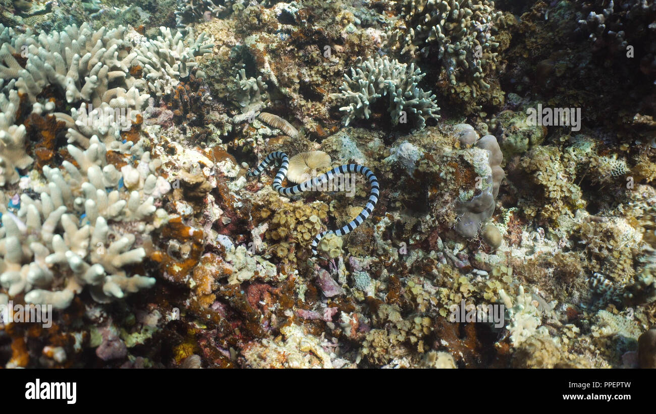 Sea snake on coral reef. Banded Sea Snake underwater.Wonderful and ...