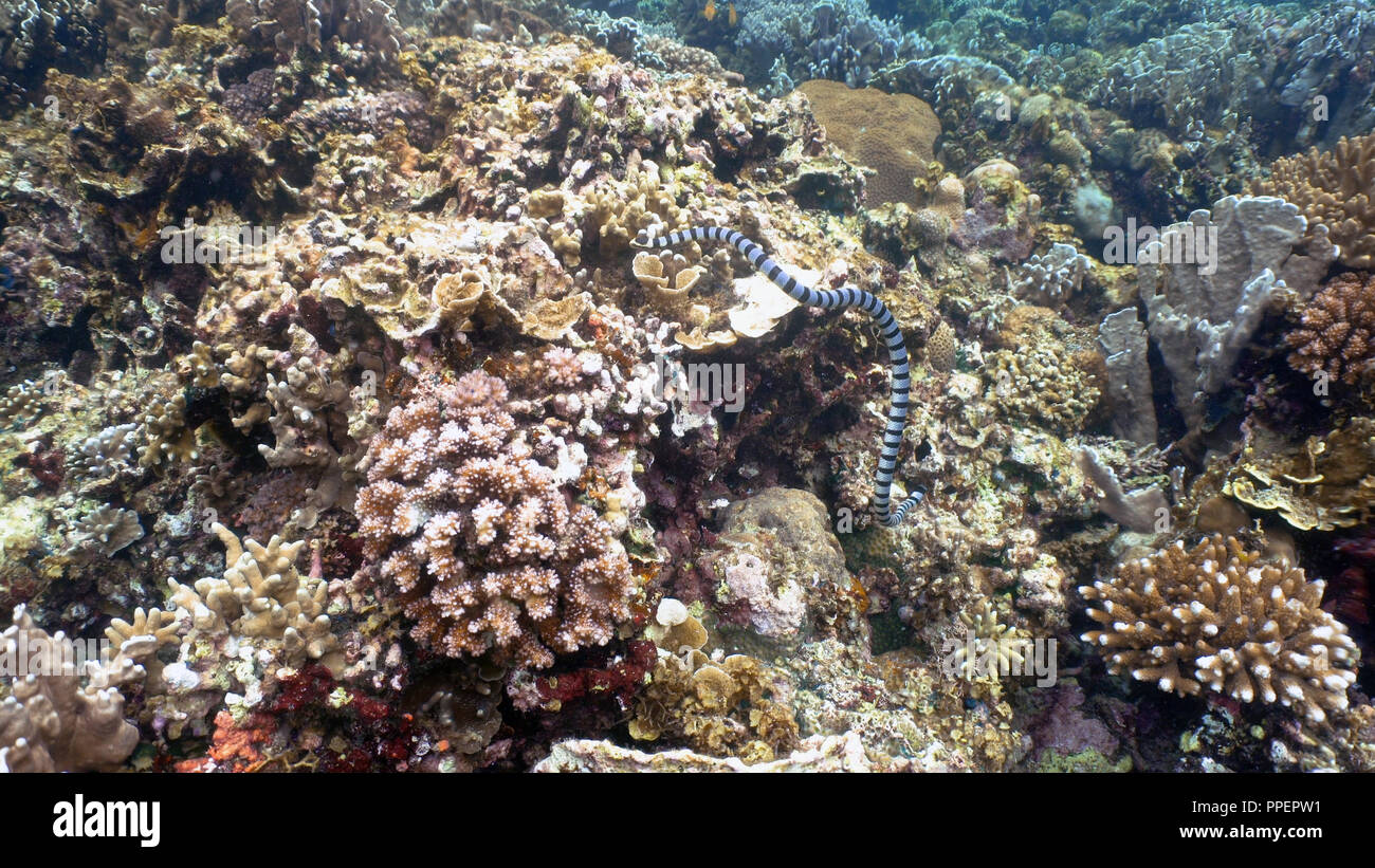 Sea snake on coral reef. Banded Sea Snake underwater.Wonderful and ...