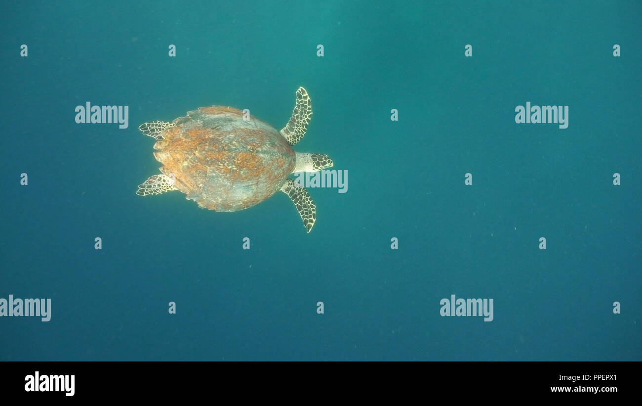 Sea turtle swimming underwater in the sea. Turtle moves its flippers in ...