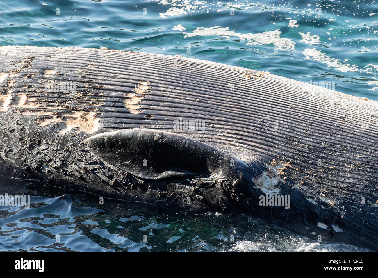 Dead whale hi-res stock photography and images - Alamy