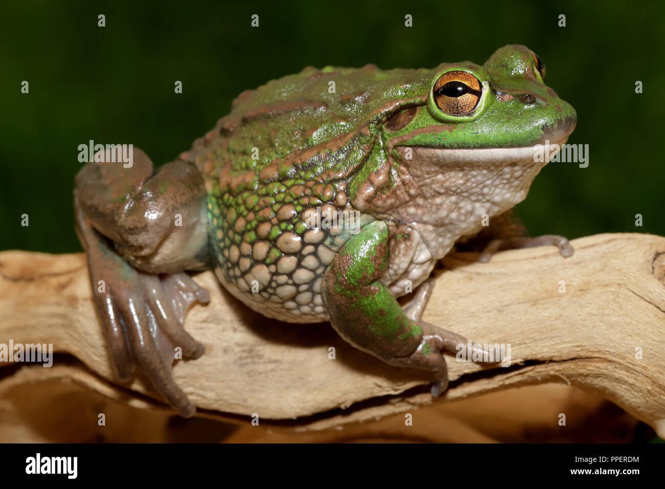 Growling grass frog hi-res stock photography and images - Alamy