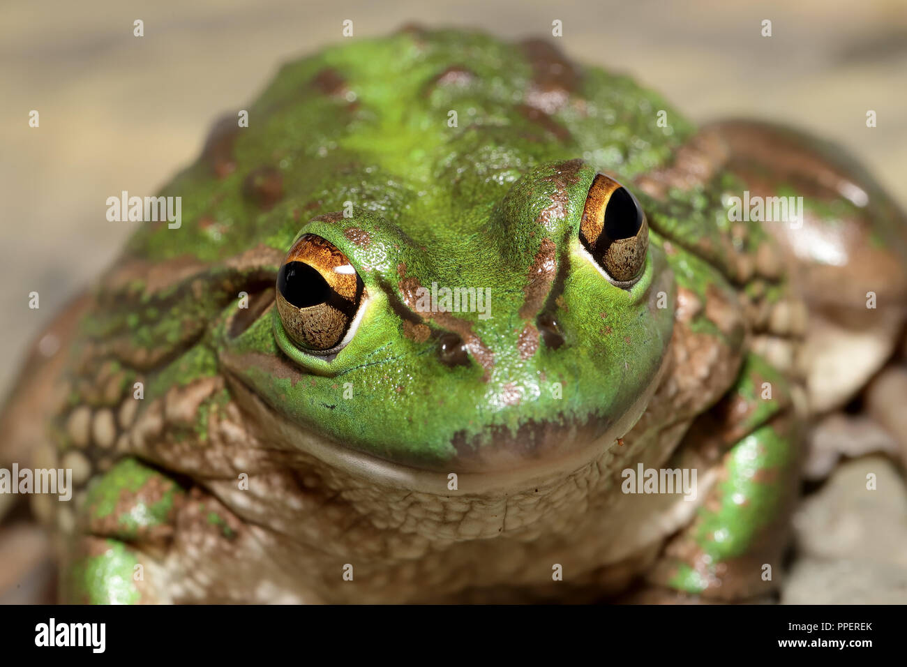 Growling grass frog hi-res stock photography and images - Alamy