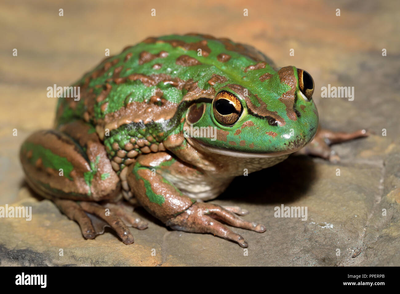 Growling grass frog hi-res stock photography and images - Alamy
