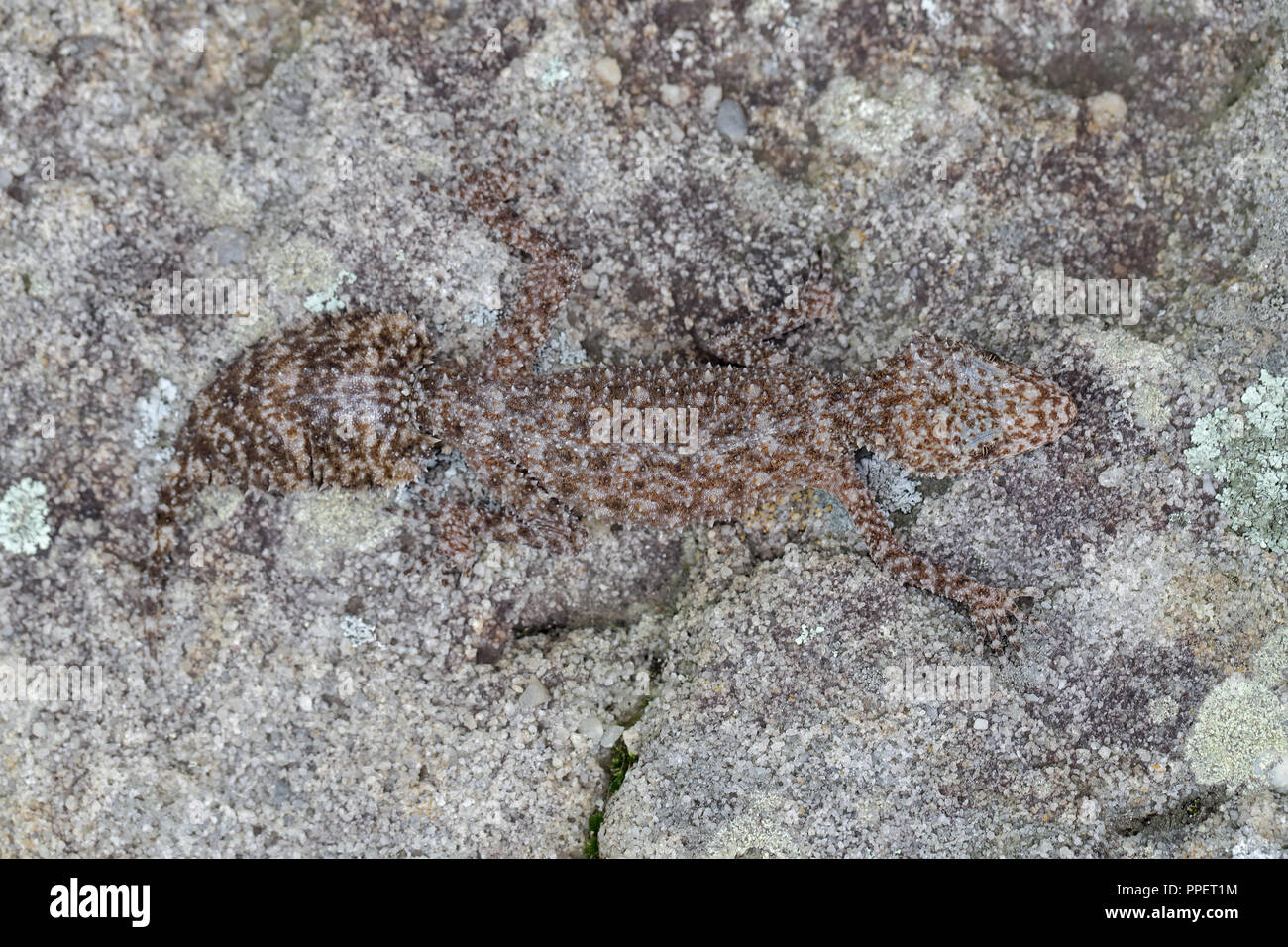 Sydney Leaf-tailed Gecko Stock Photo - Alamy