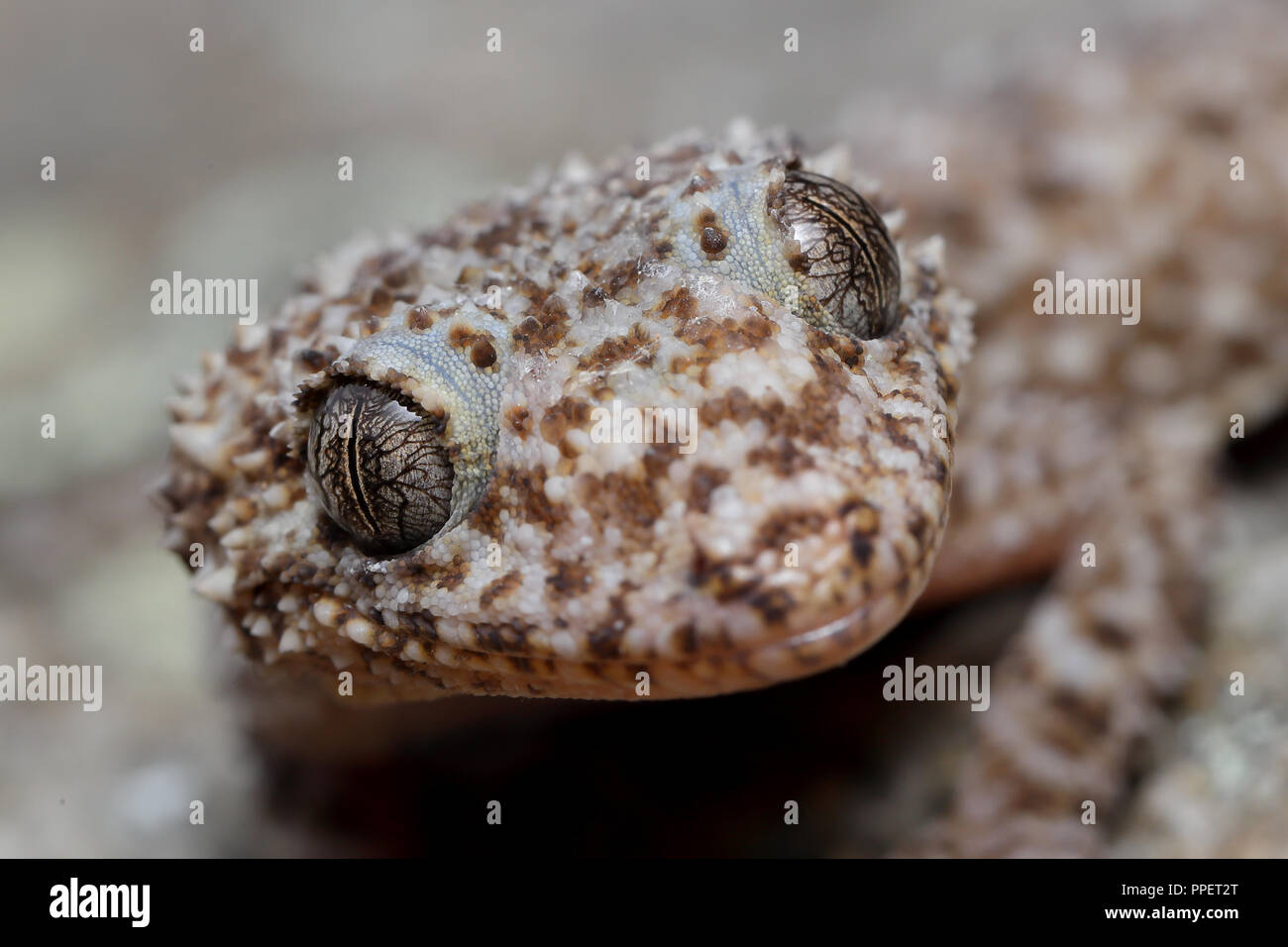 Sydney Leaf-tailed Gecko Stock Photo - Alamy