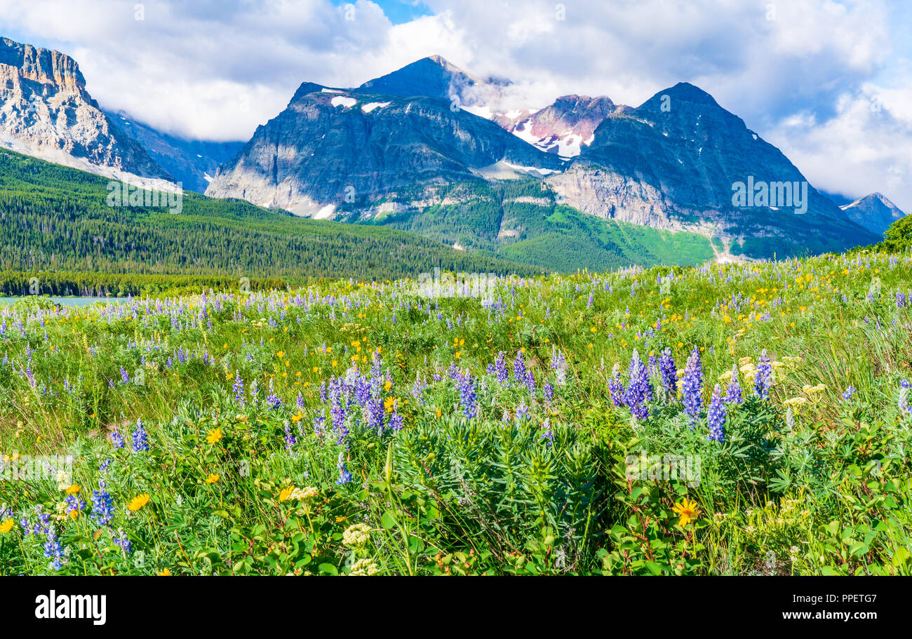 Wildflower Meadow near Many Glacier in Glacier National Park, Montana Stock Photo - Alamy