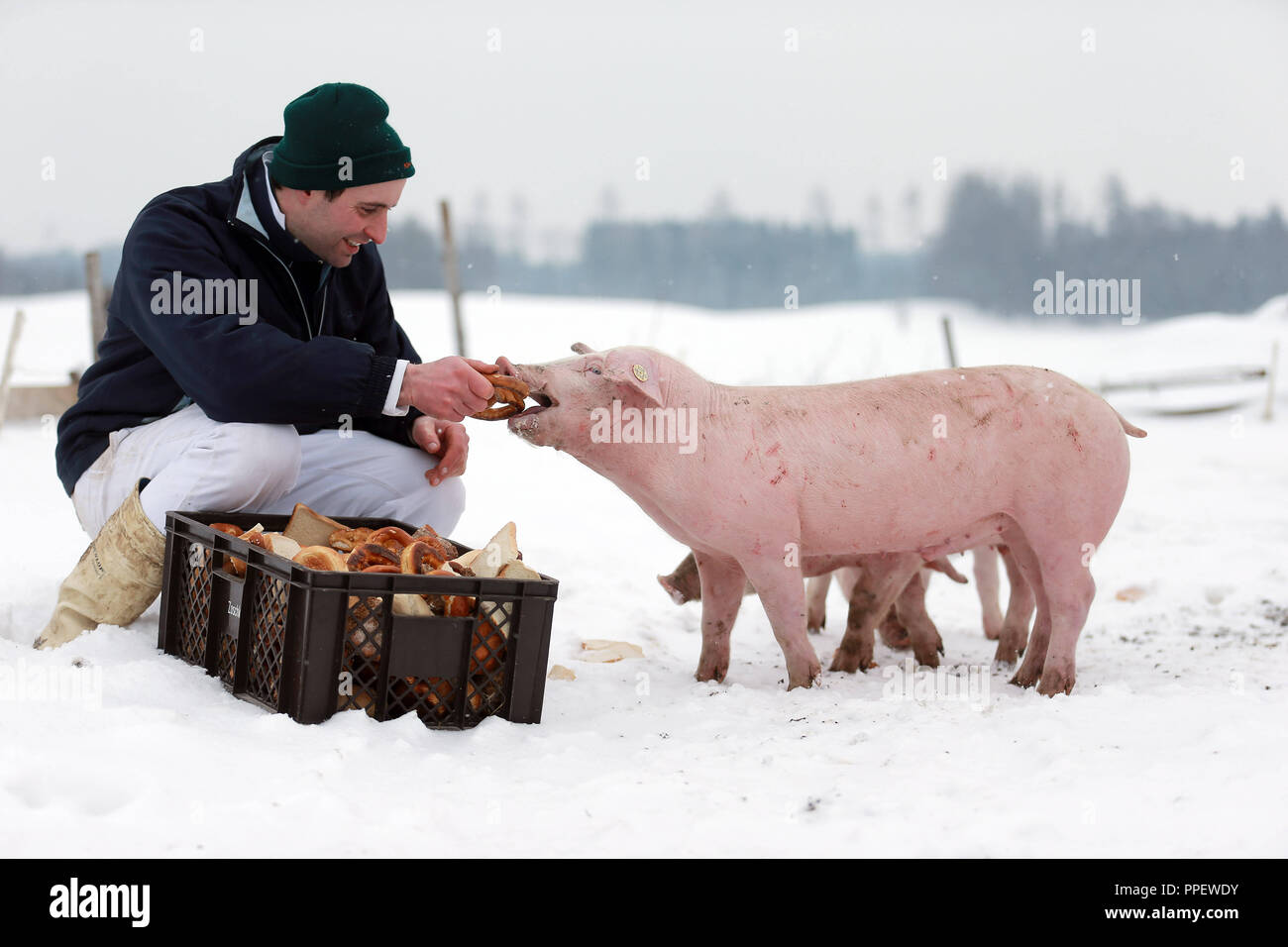 The farmer Stefan Dellinger with his free range pigs at the Konradhof ...