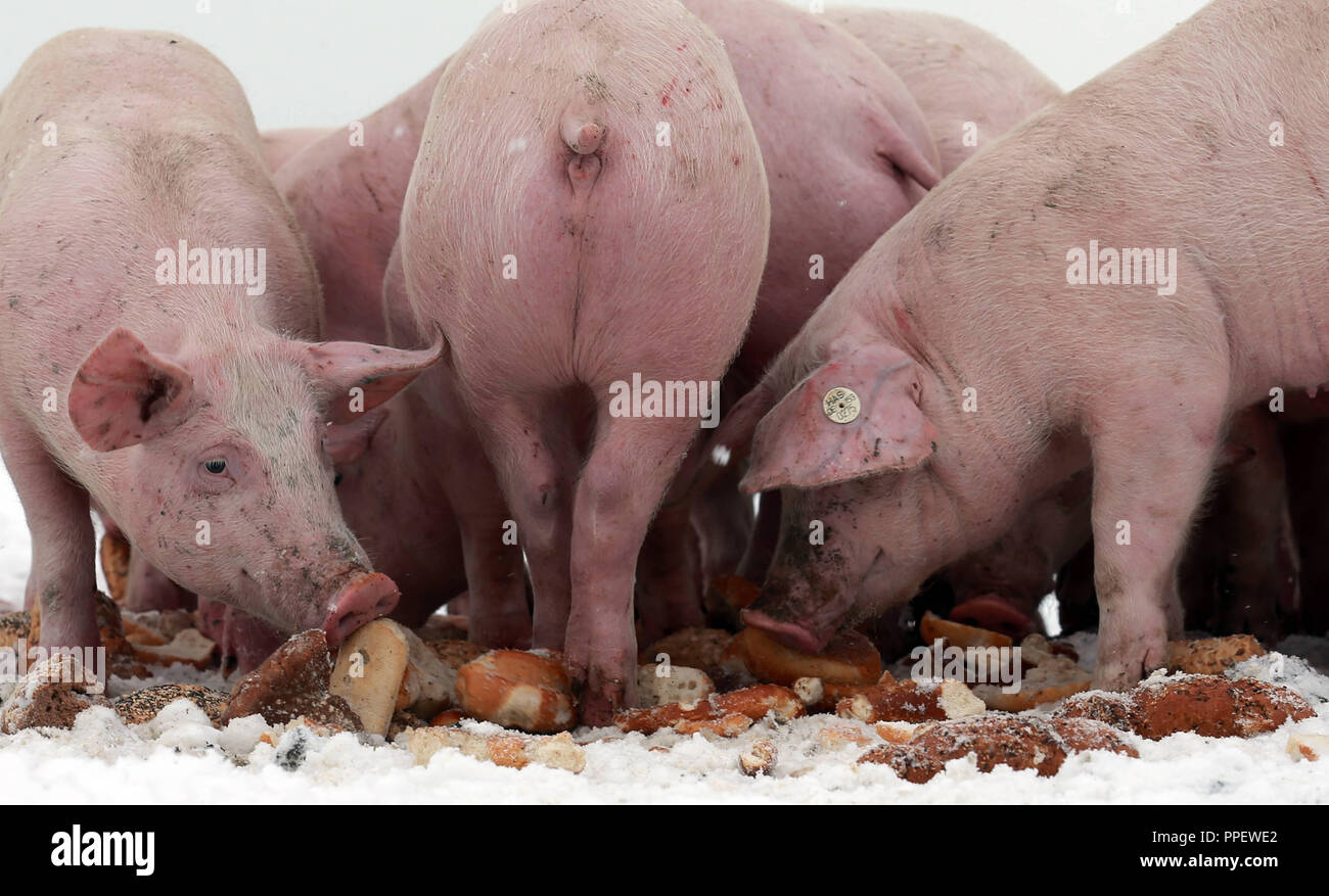 Pig swill hi-res stock photography and images - Alamy