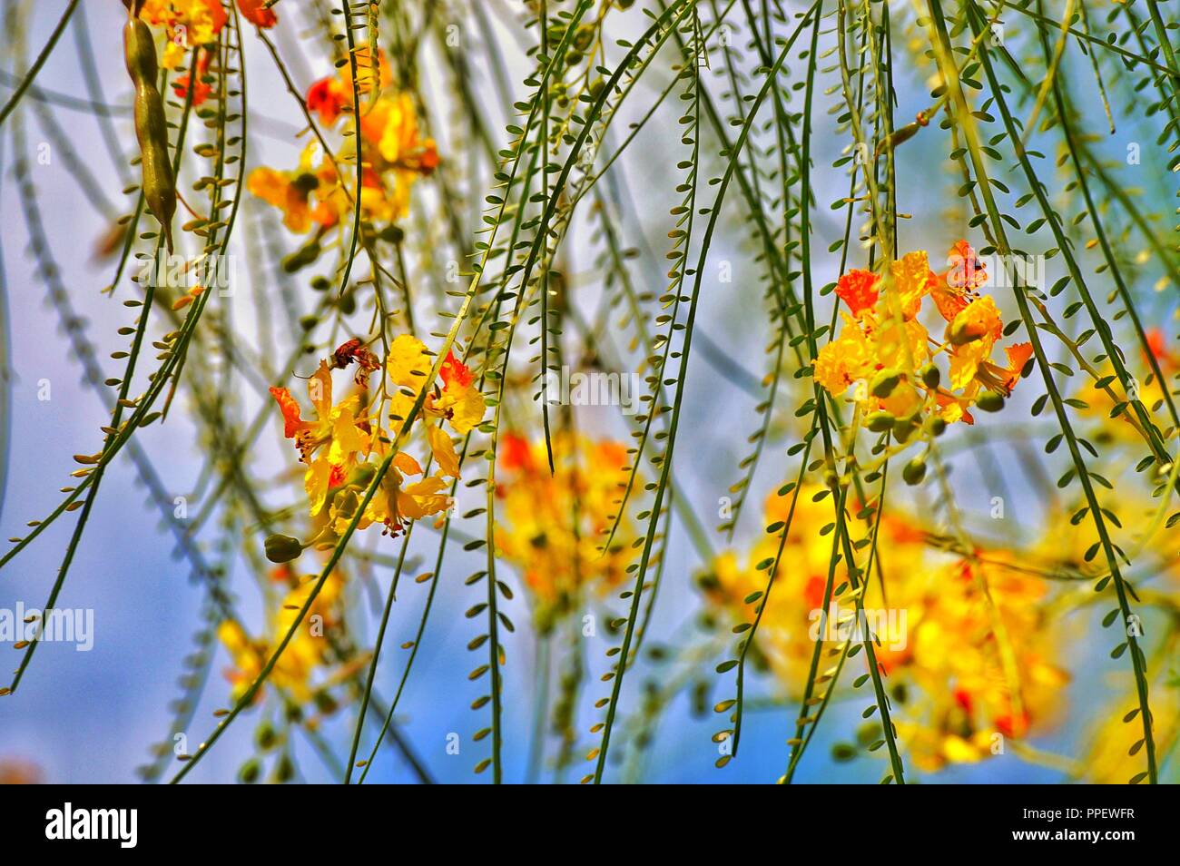 The second spring hi-res stock photography and images - Alamy