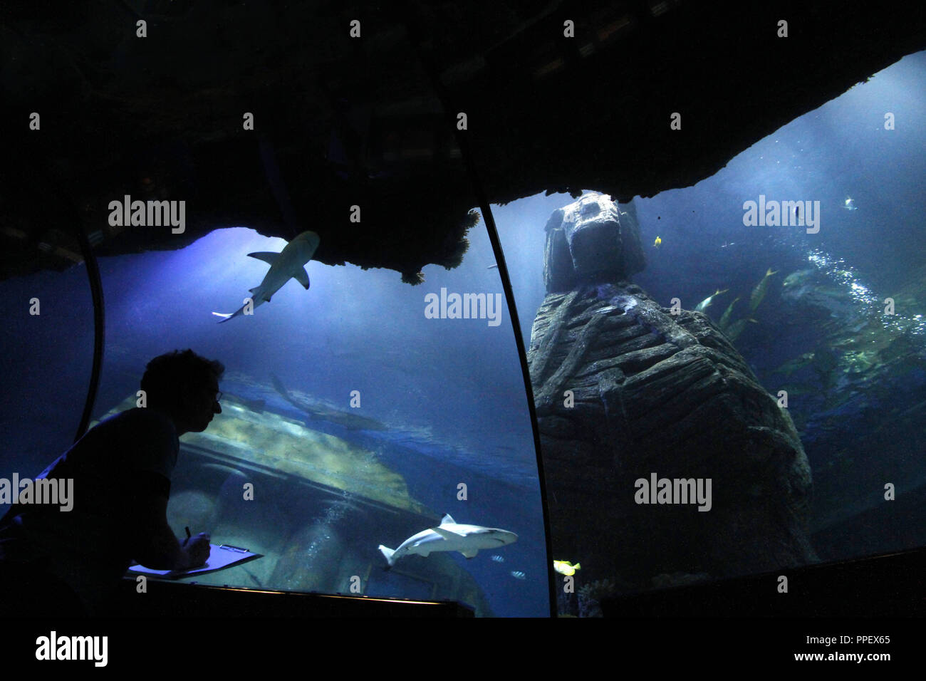 Animal Inventory High Resolution Stock Photography and Images - Alamy