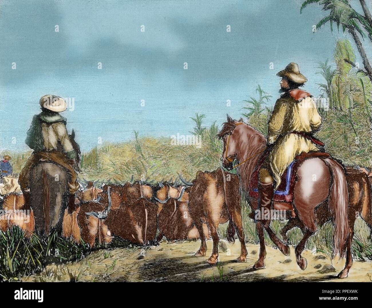 Cattle drive 19th century hi-res stock photography and images - Alamy
