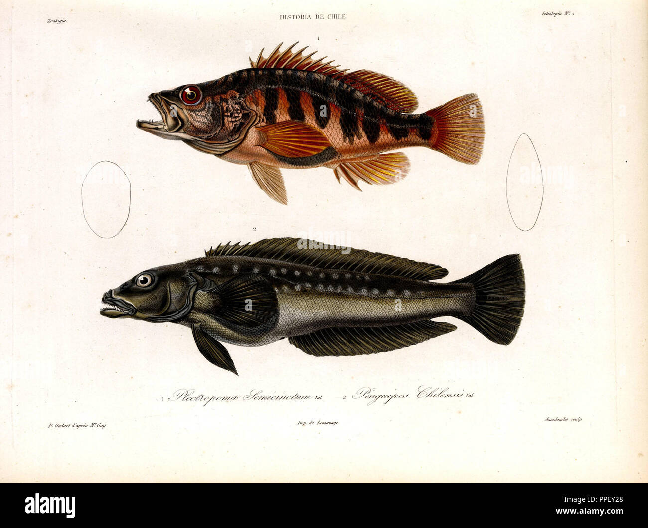 ATLAS OF THE PHYSICAL AND POLITICAL HISTORY OF CHILE, 1854. Author: GAY ...