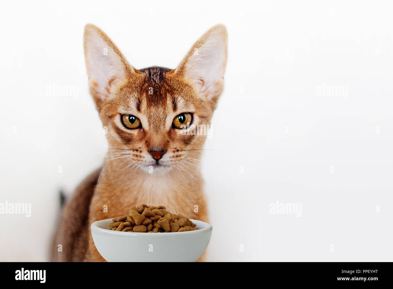 Abyssinian cat ears hi-res stock photography and images - Alamy