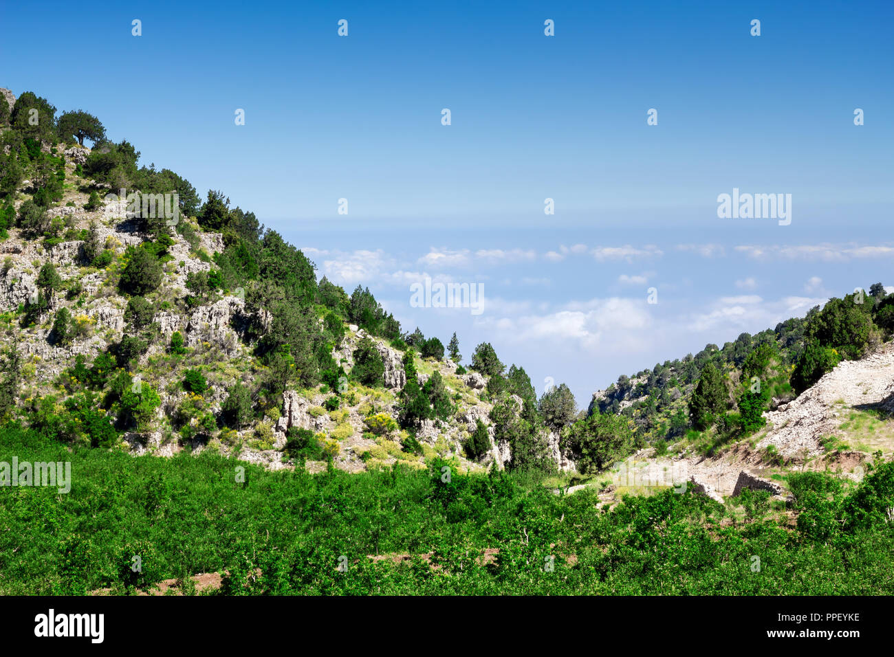 Lebanese cedar trees hi-res stock photography and images - Alamy