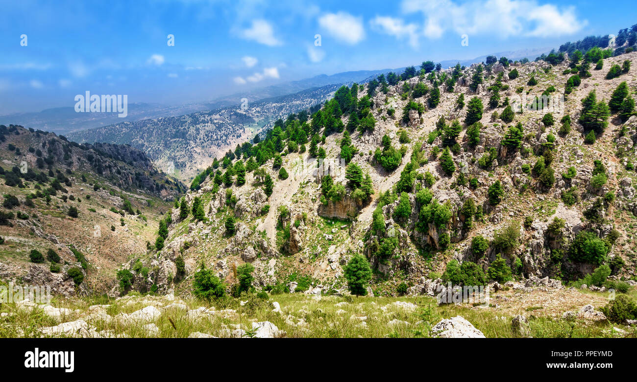 Lebanese forest hi-res stock photography and images - Alamy