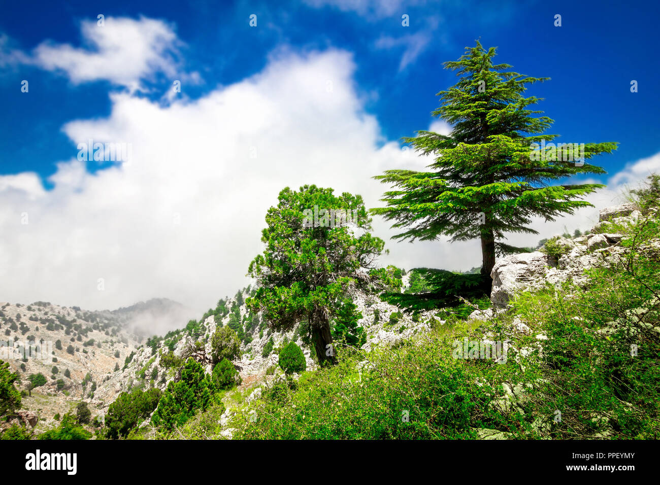 Lebanese cedar trees hi-res stock photography and images - Alamy