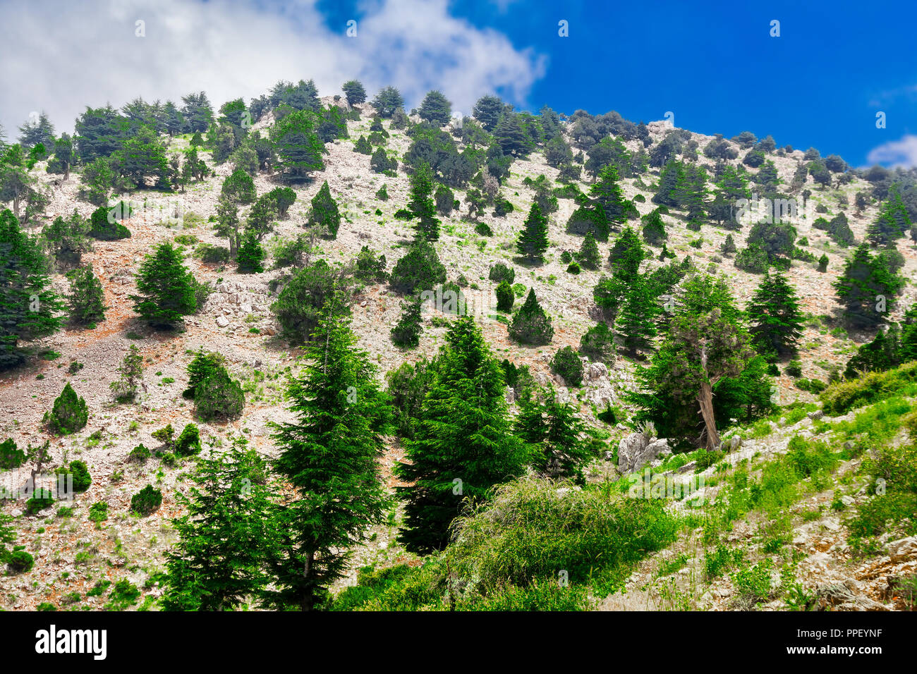 Lebanese cedar trees hi-res stock photography and images - Alamy