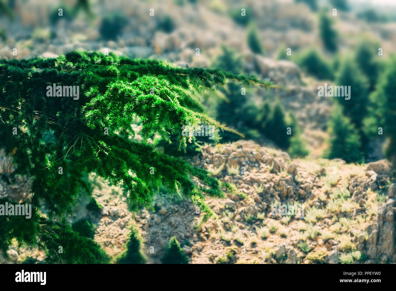 Cedar Trees Of Lebanon High Resolution Stock Photography and Images - Alamy