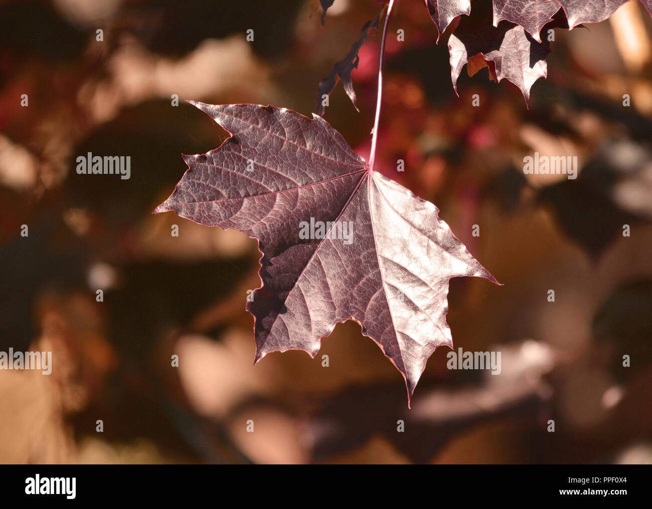 Tree branch dark burgundy hi-res stock photography and images - Alamy
