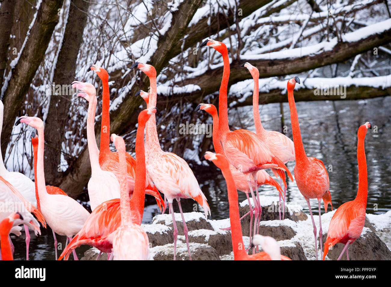 Winter Snow Cold Flamingo Flamingos High Resolution Stock Photography ...