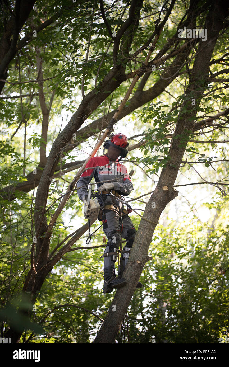 Tree surgeon wearing safety harness hi-res stock photography and images ...