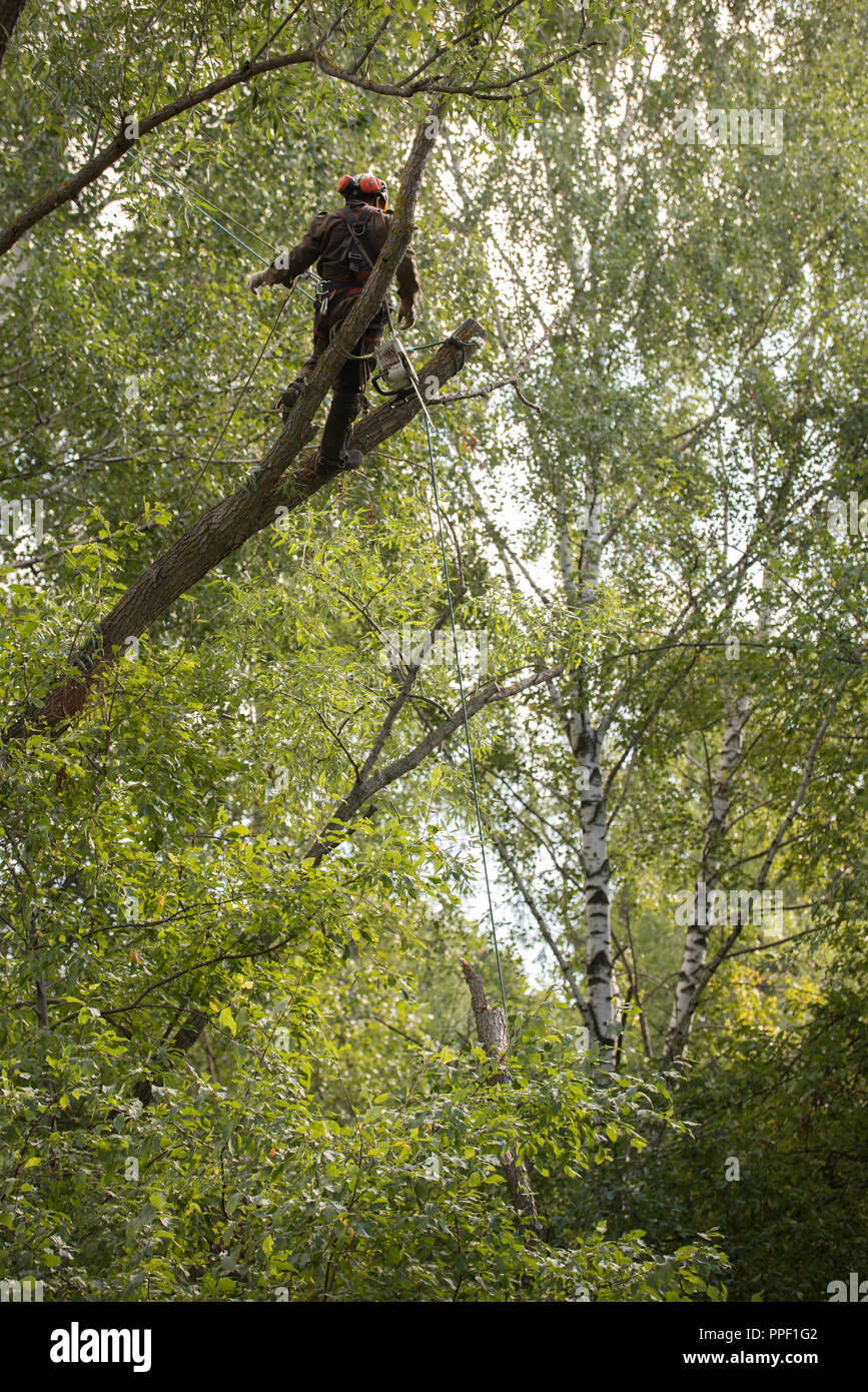 Man stands on a tree using ropes.The man is wearing safety equipment ...