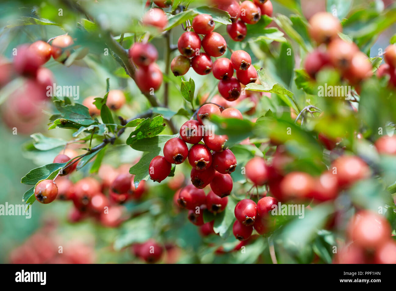 Hawthorn bush with big red fruits ready to pick Stock Photo - Alamy
