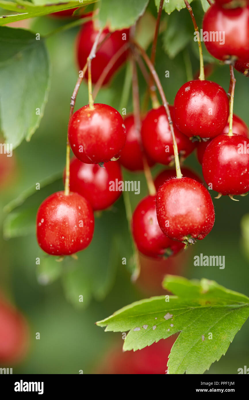 Hawthorn bush with big red fruits ready to pick Stock Photo - Alamy