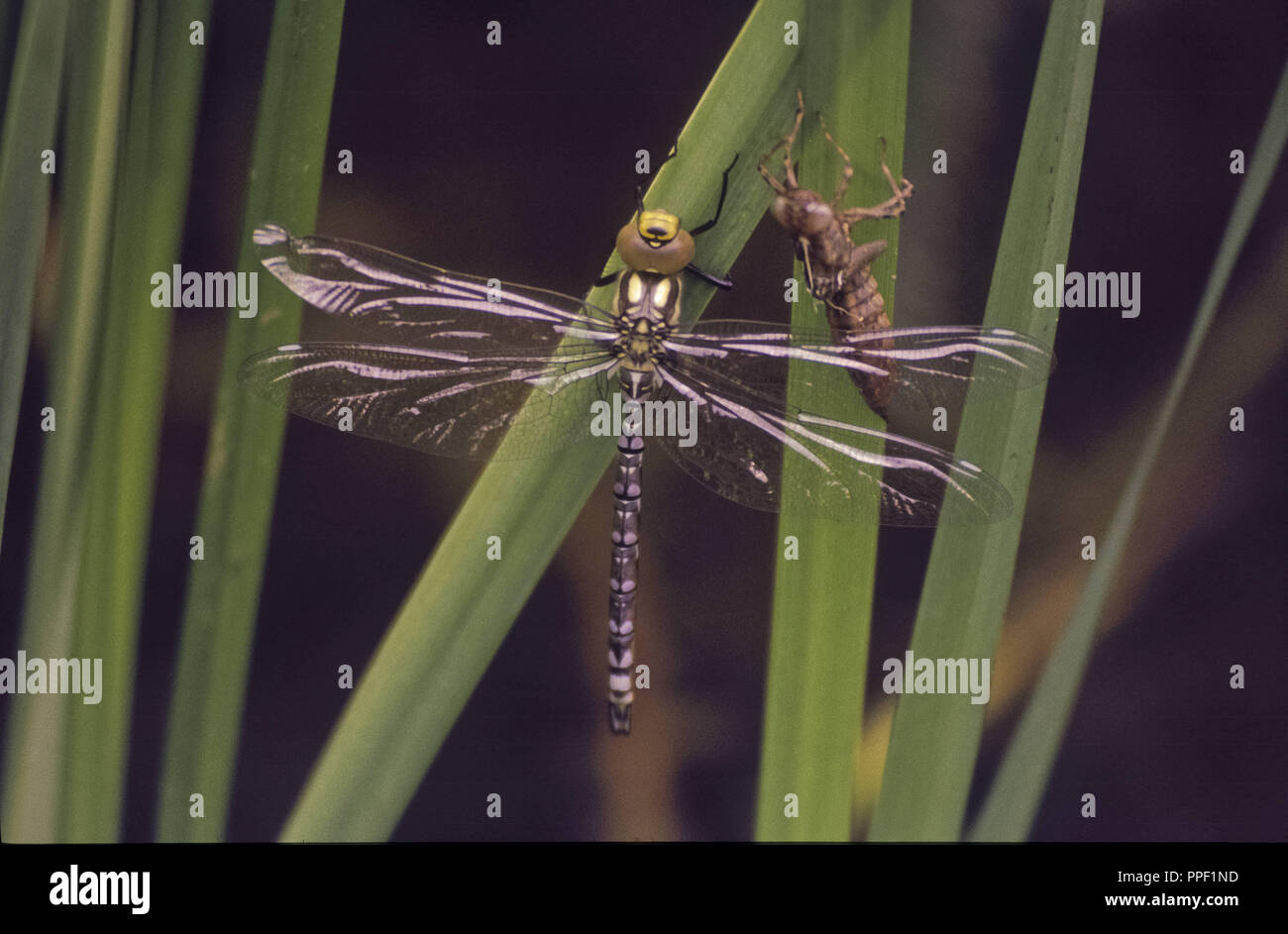 A newly hatched dragonfly in Bavaria, Germany Stock Photo - Alamy