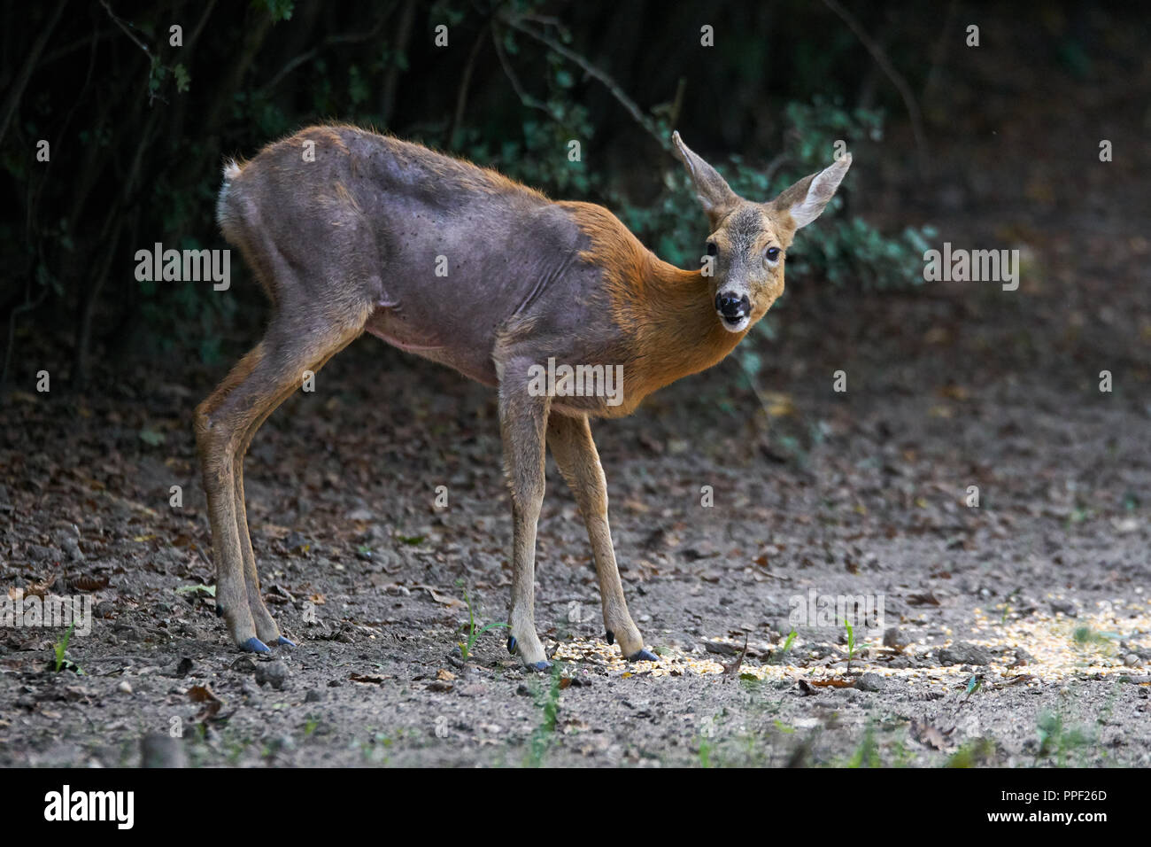 Roe deer with mange (sarcoptic scabiei) in the forest Stock Photo - Alamy