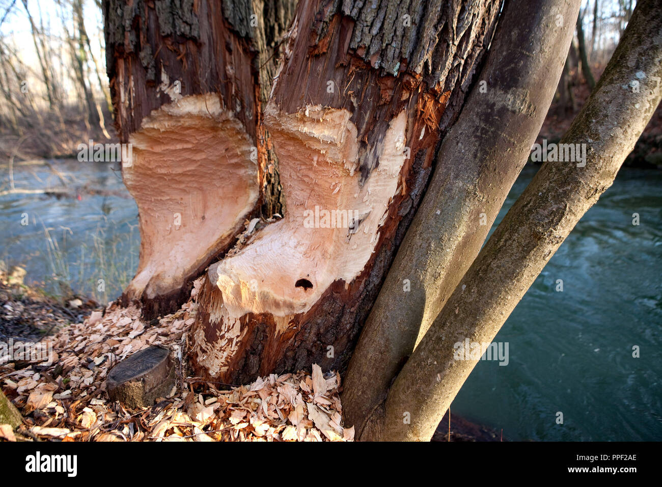 Beaver gnawed tree at the river Isar, Germany Stock Photo - Alamy