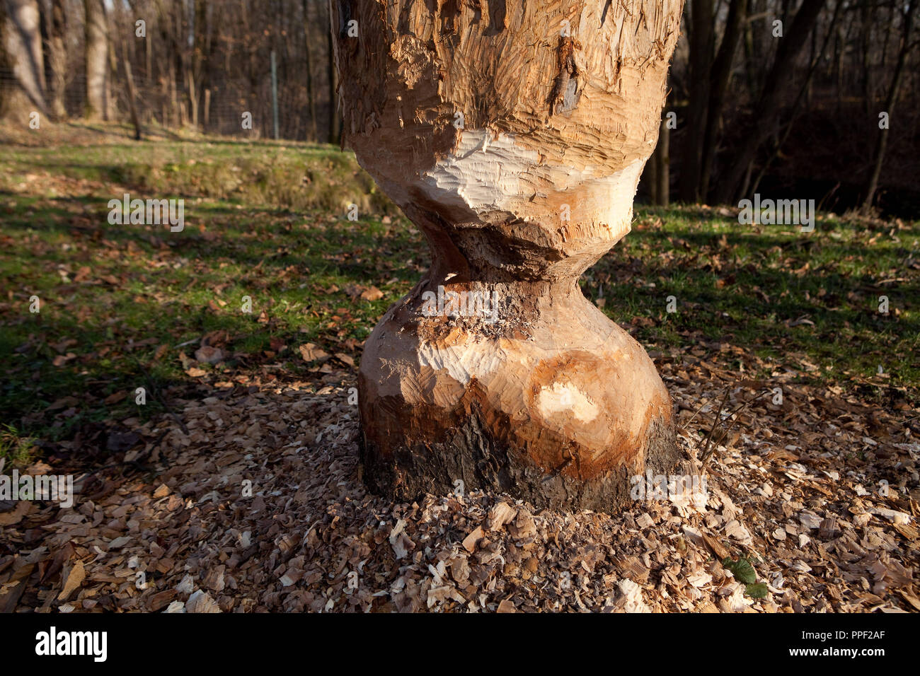 Beaver gnawed tree at the river Isar, Germany Stock Photo - Alamy
