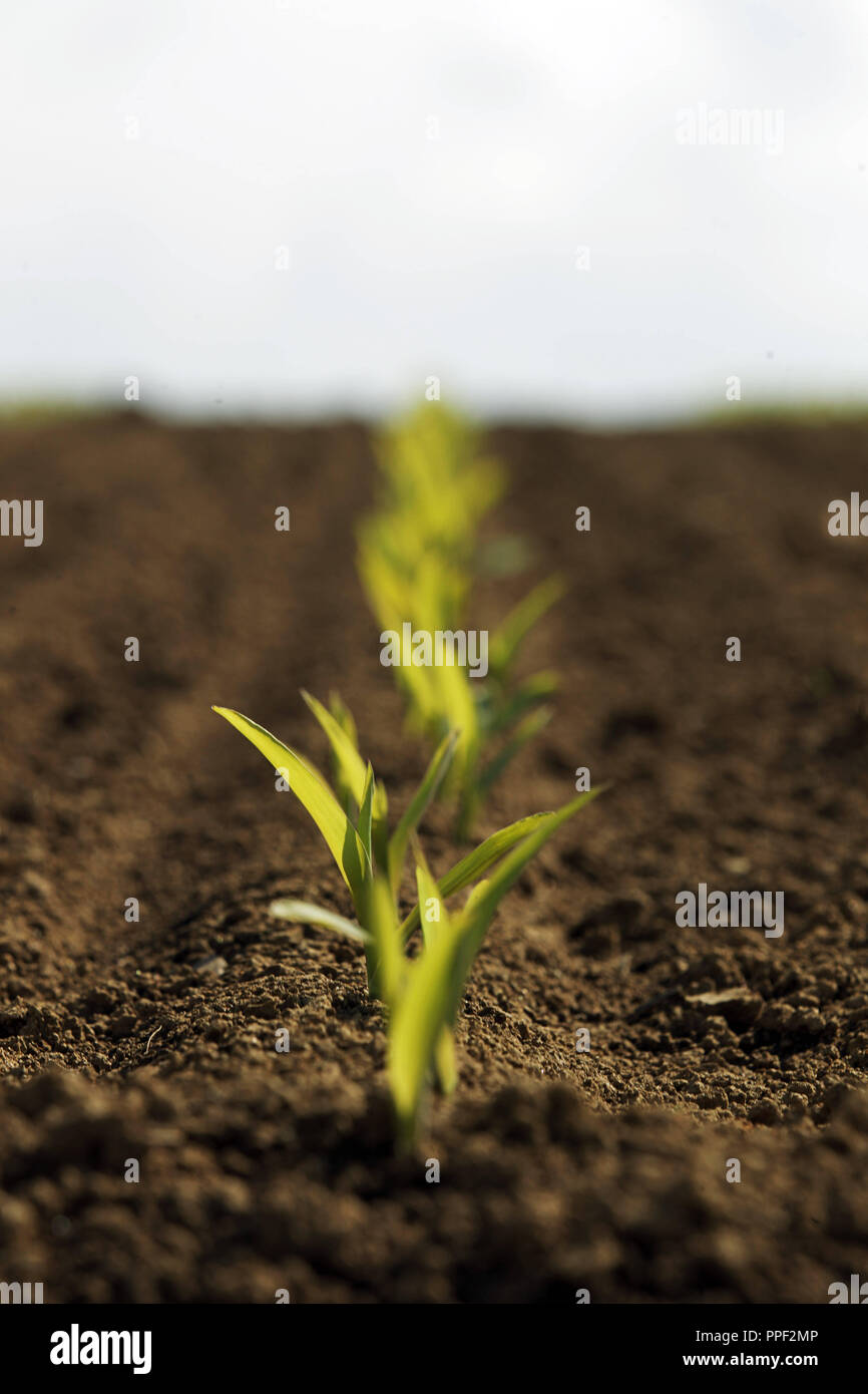 Close up field corn in corn hi-res stock photography and images - Alamy