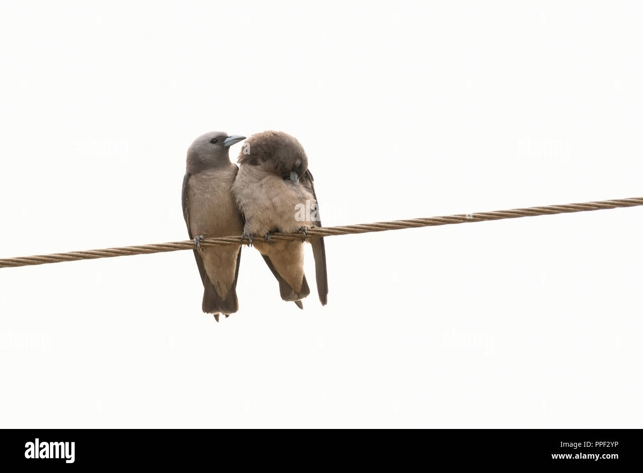 Two Ashy Woodswallows (Artamus fuscus), preening each other Stock Photo ...