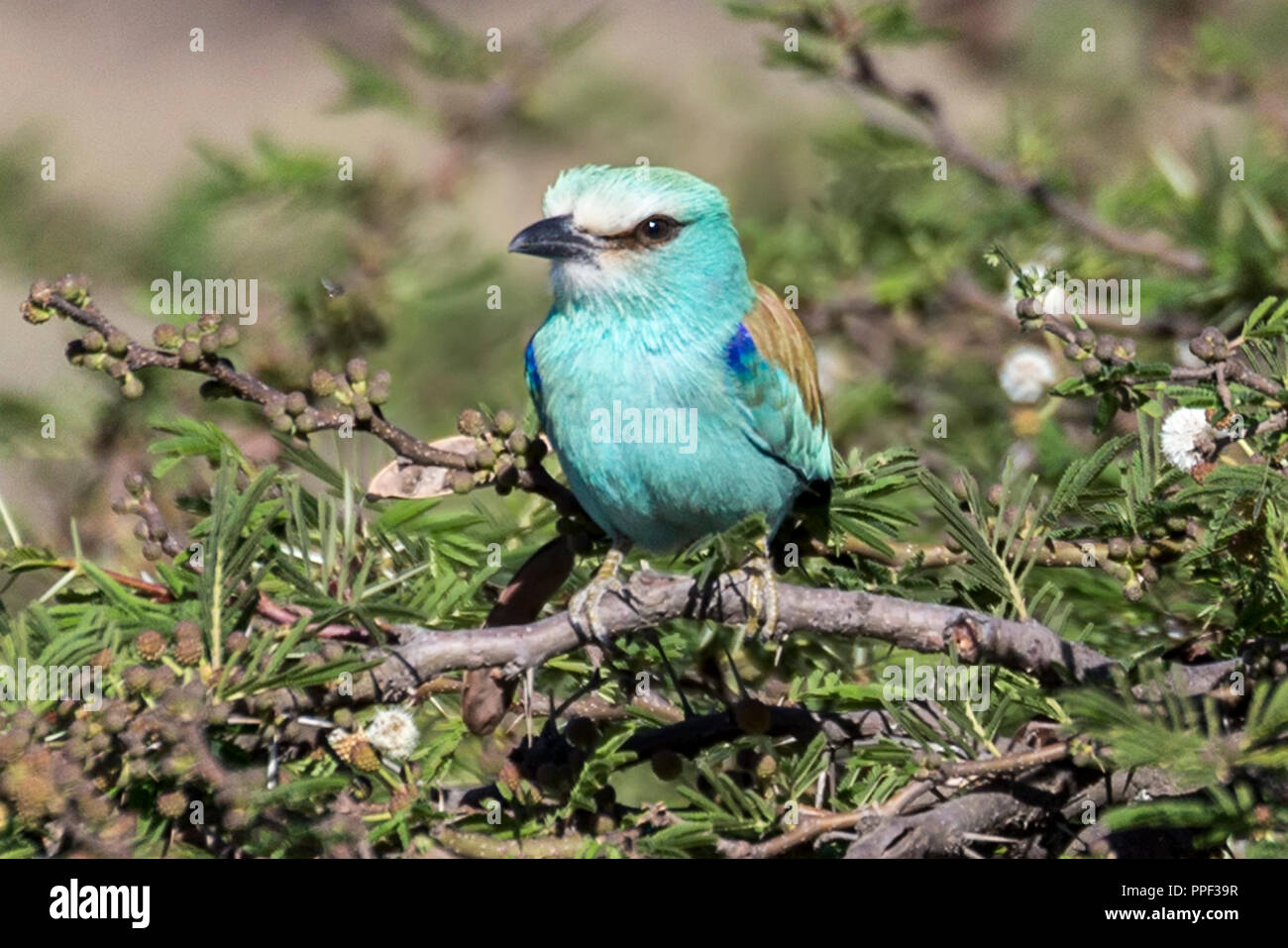 Abyssinian Roller in Acacia Tree near Gondar, Ethiopia Stock Photo - Alamy