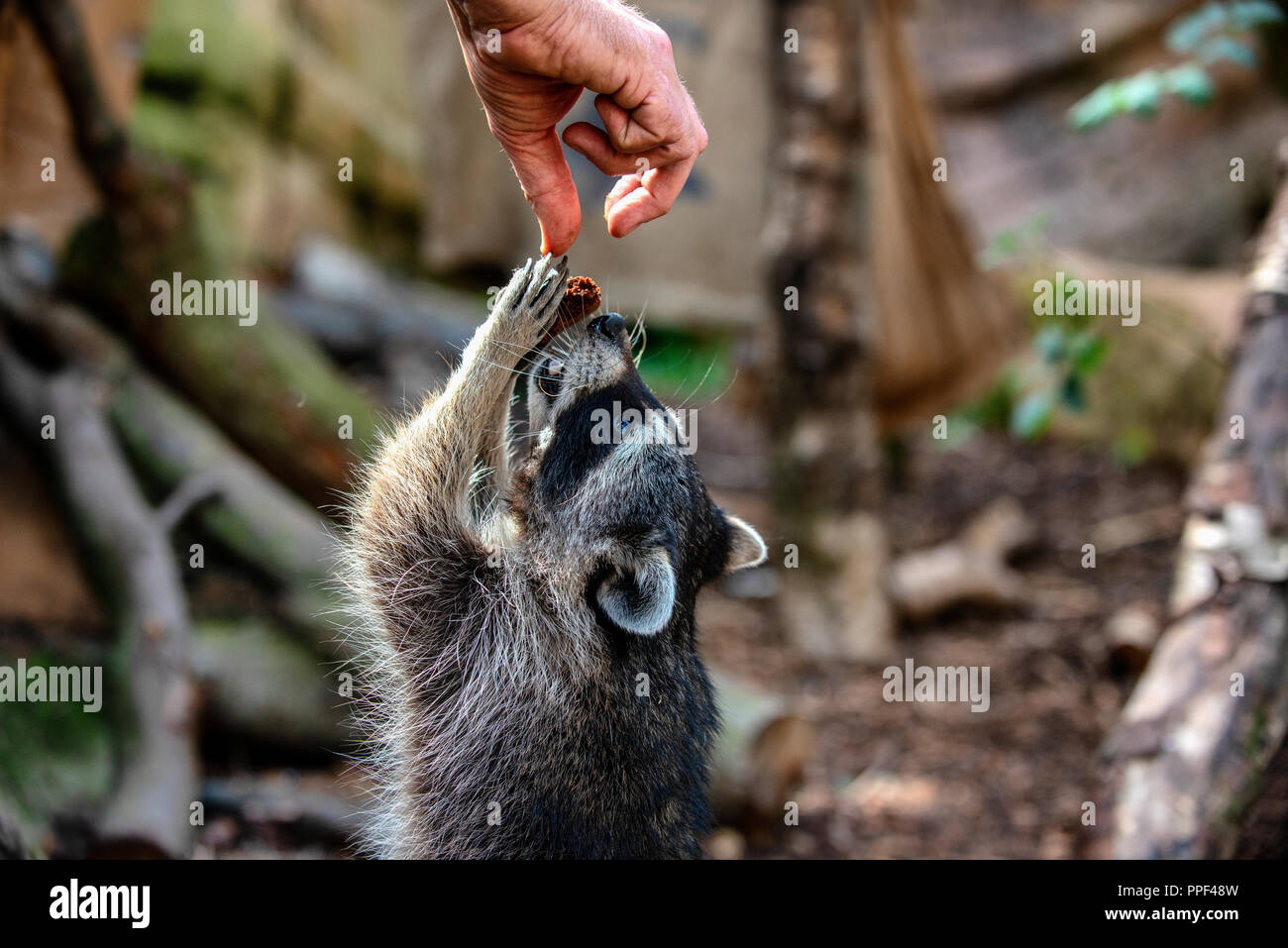 A captive Raccoon is hand fed a piece of chocolate, Procyon lotor Stock ...