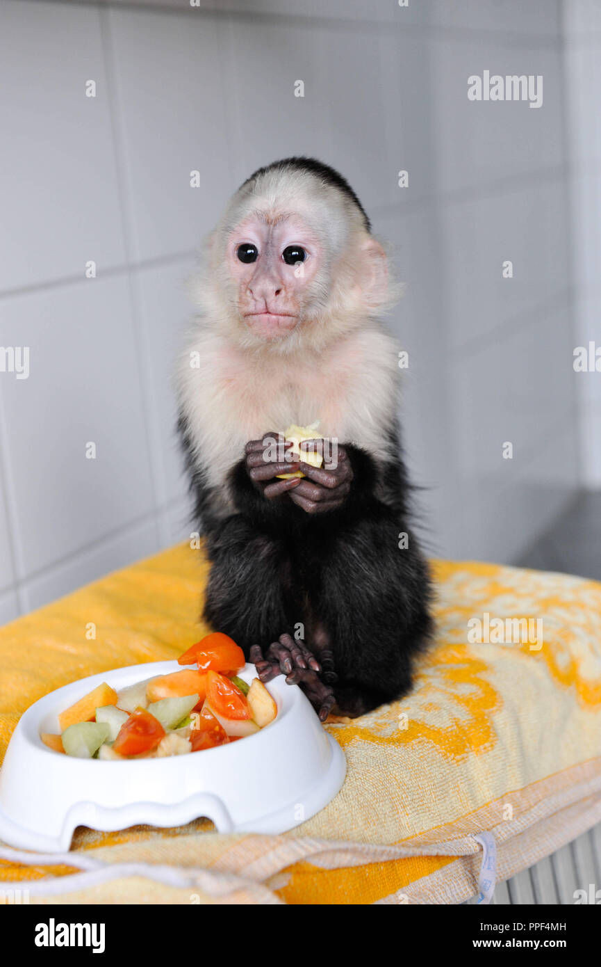 Capuchin Monkey Justin Bieber
