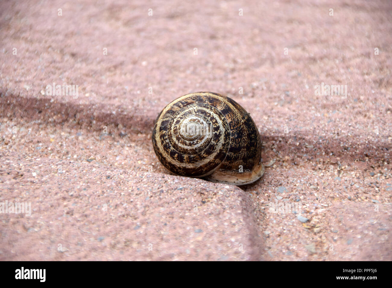 Apertus hi-res stock photography and images - Alamy