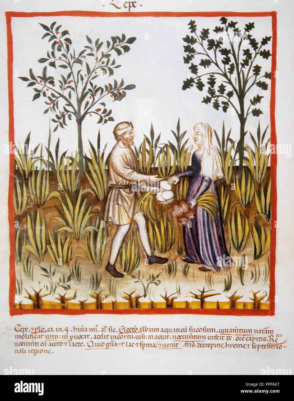 Tacuinum Sanitatis. Medieval Health Handbook, dated before 1400, based ...