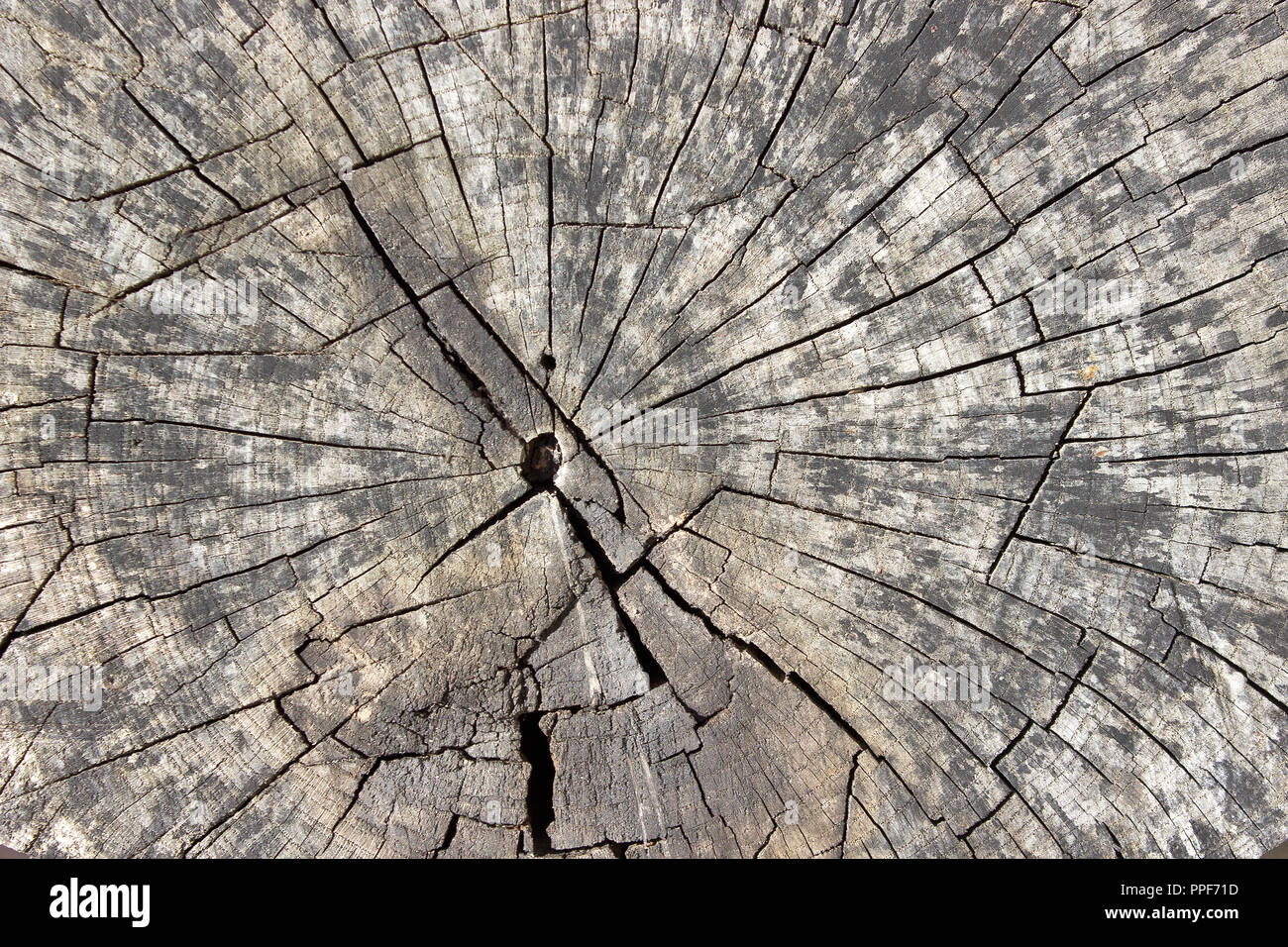 Log texture hi-res stock photography and images - Alamy