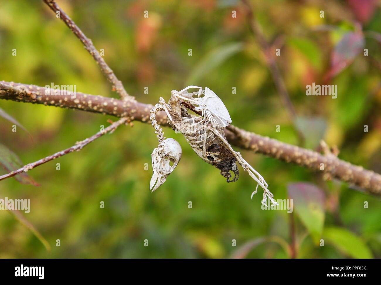 Mummified songbird skeleton hanging in backyard hedgerow, Brandenburg ...
