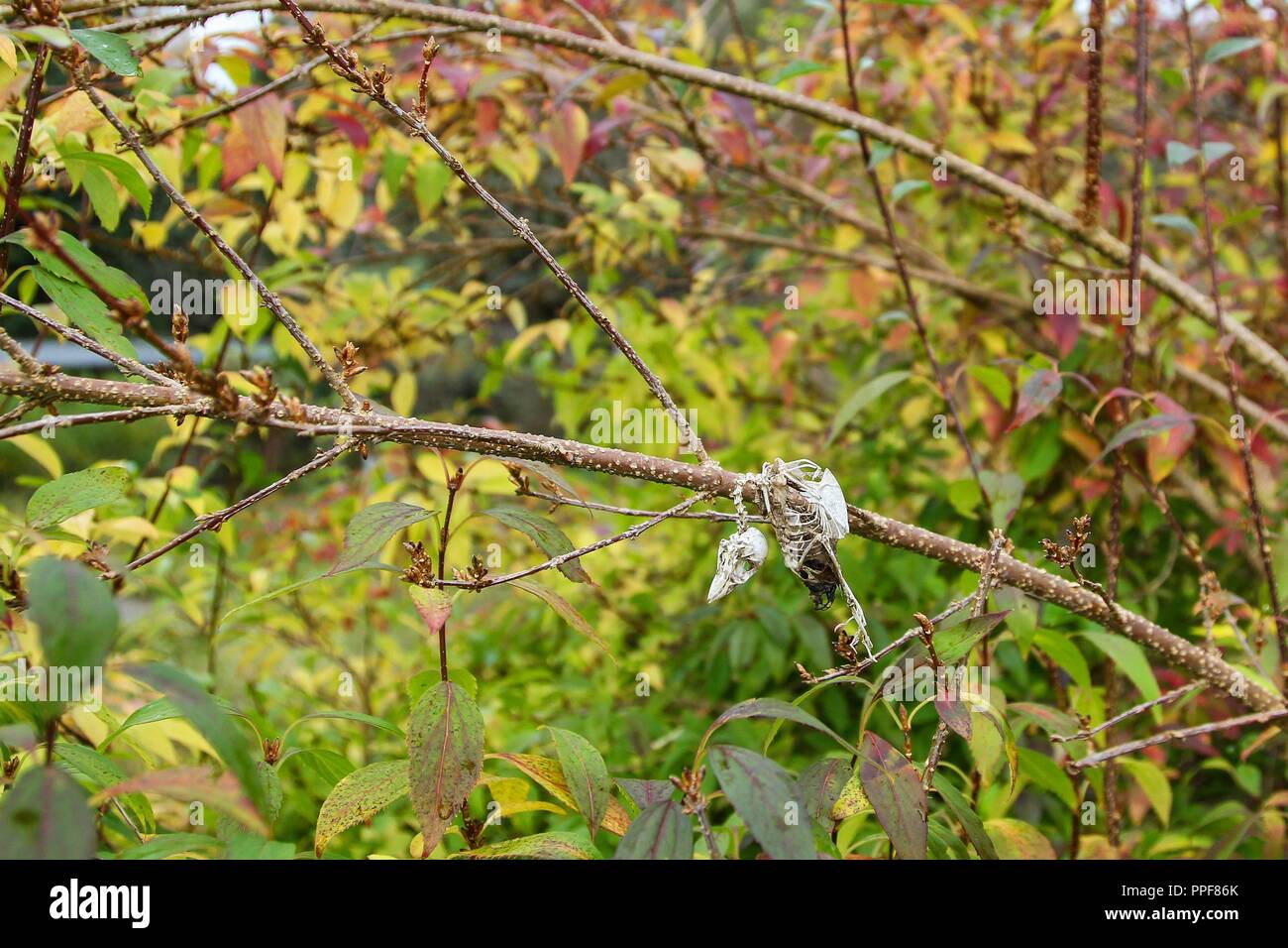 Mummified songbird skeleton hanging in backyard hedgerow, Brandenburg ...