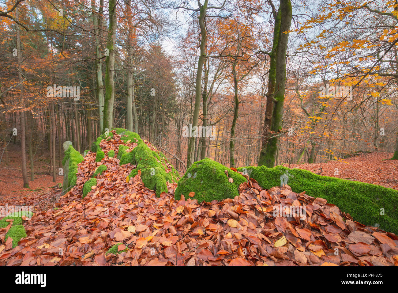 Foliage coloring in deciduous forest and moss covered rocks in autumn ...