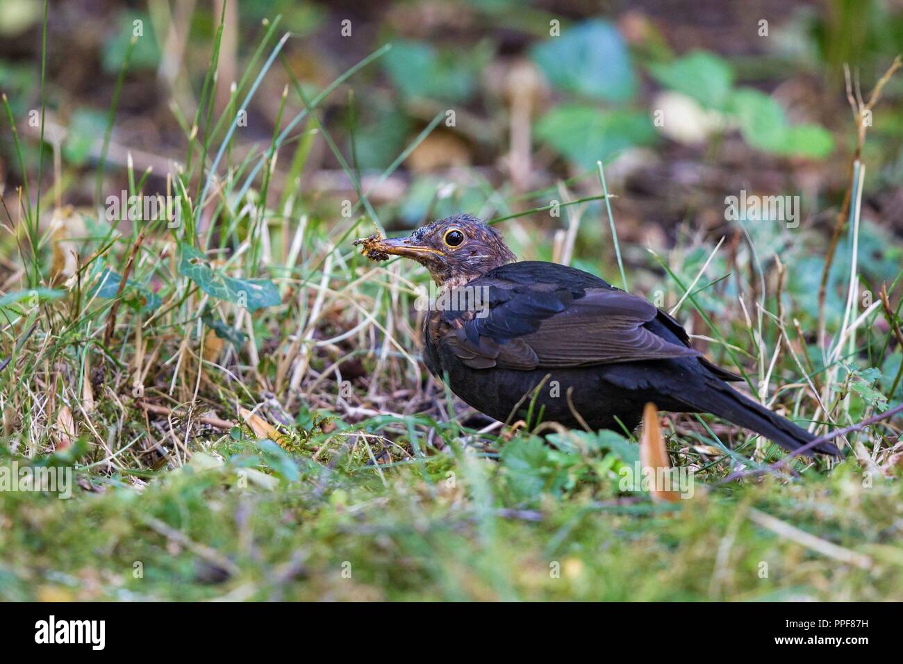 Common Blackbird (Turdus merula) showing symptoms and behaviour of ...