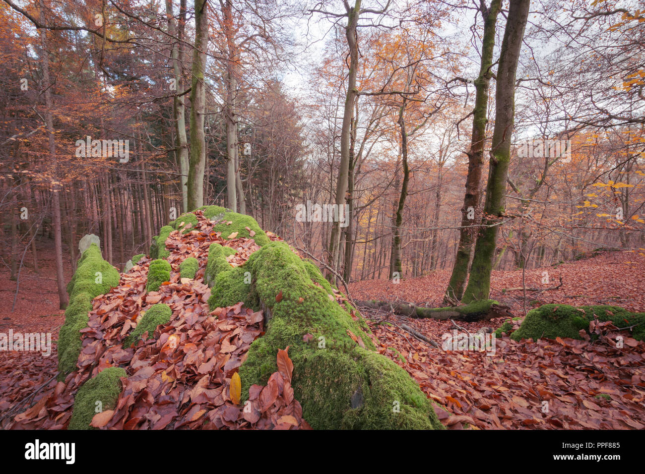 Foliage coloring in deciduous forest and moss covered rocks in autumn ...