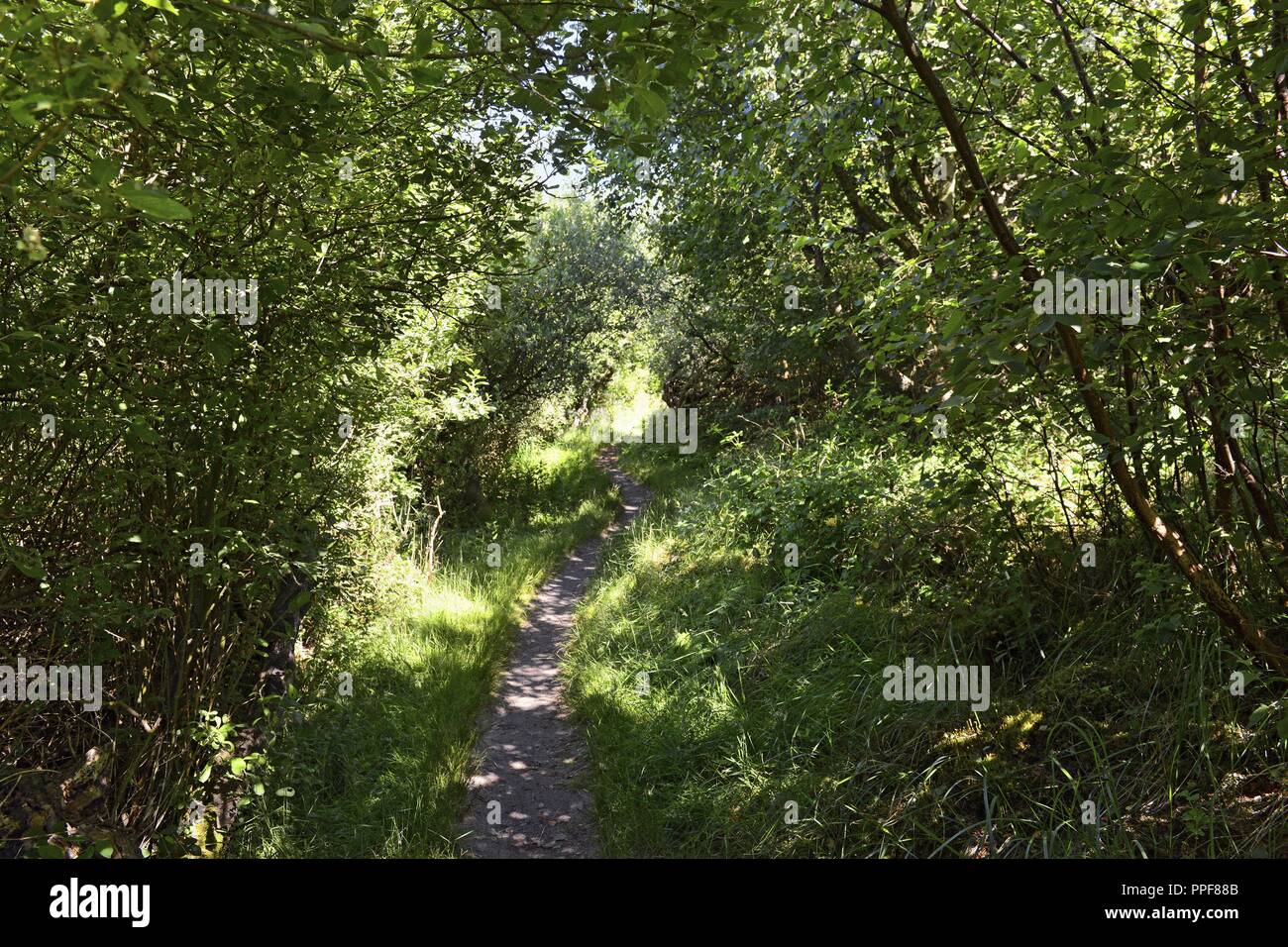 Narrow foot path through bushes and shrubs and grasses by the south ...