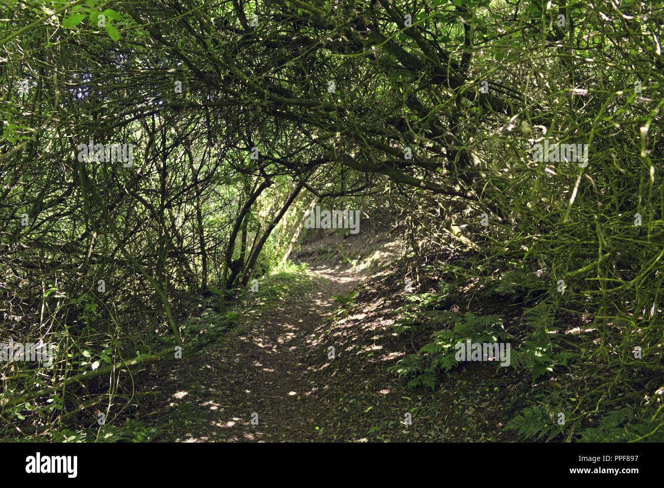 Narrow limbs hi-res stock photography and images - Alamy