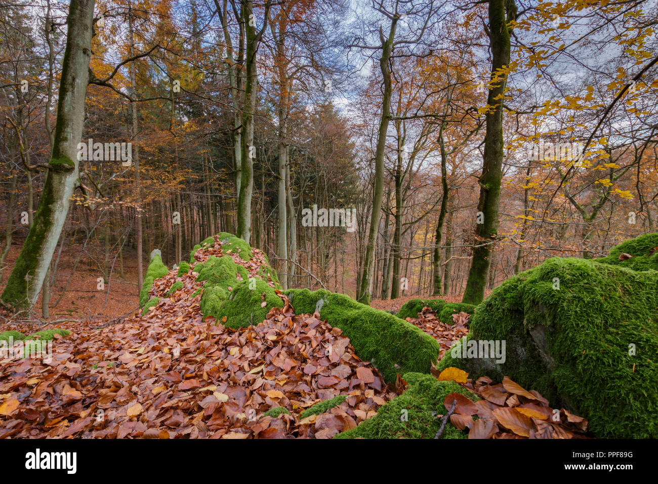 Foliage coloring in deciduous forest and moss covered rocks in autumn ...