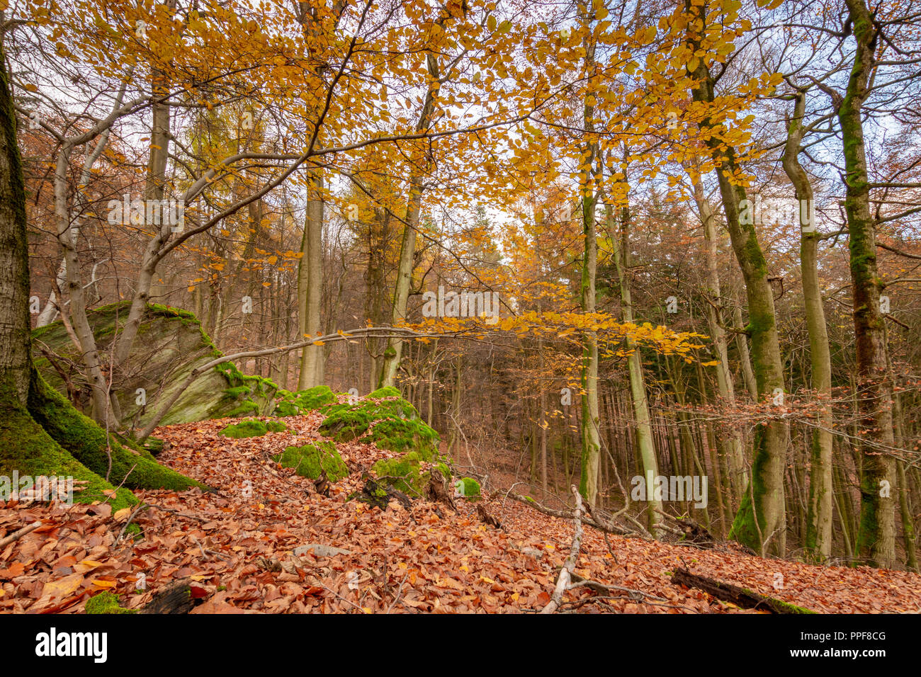 Foliage coloring in deciduous forest and moss covered rocks in autumn ...