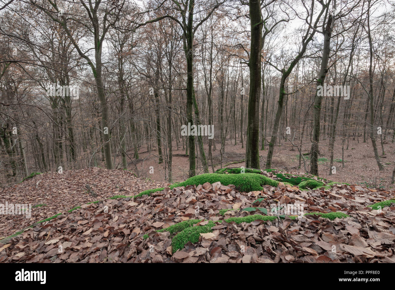 Foliage coloring in deciduous forest and moss covered rocks in autumn ...